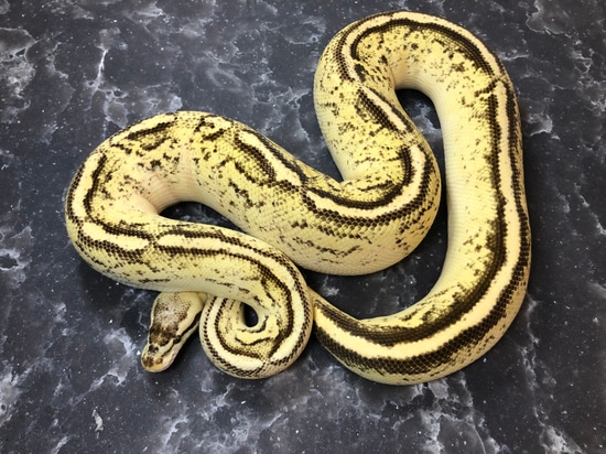 Super Fly Bongo Ball Python by Camellia Creations aka Bougie Boids