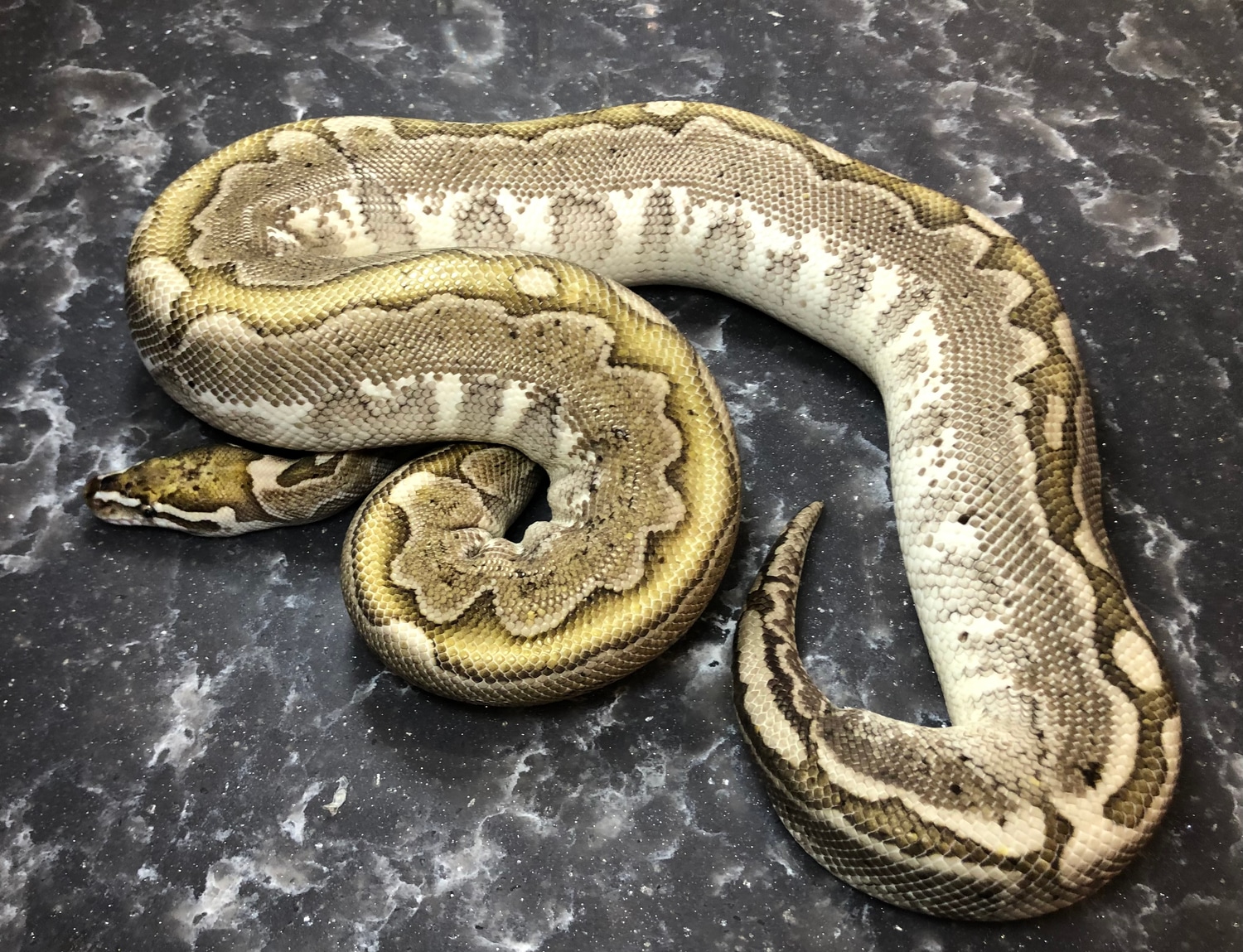 Bamboo Het Pied Ball Python by Camellia Creations aka Bougie Boids ...