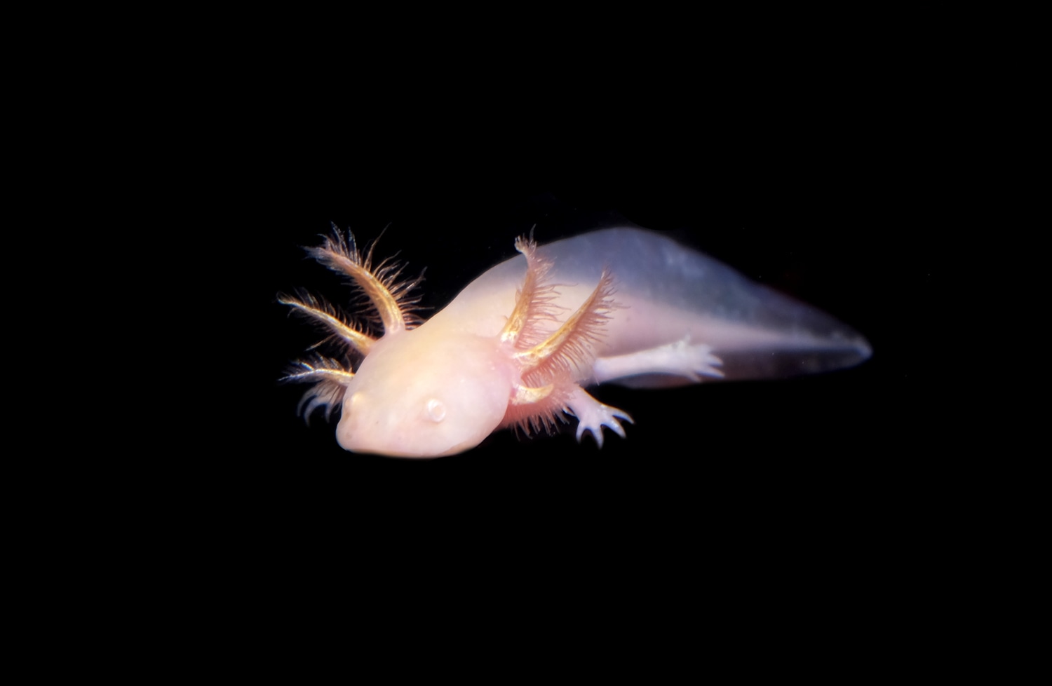 AX08 $99 Shipped!!! Axolotl by ChameleonCans - MorphMarket