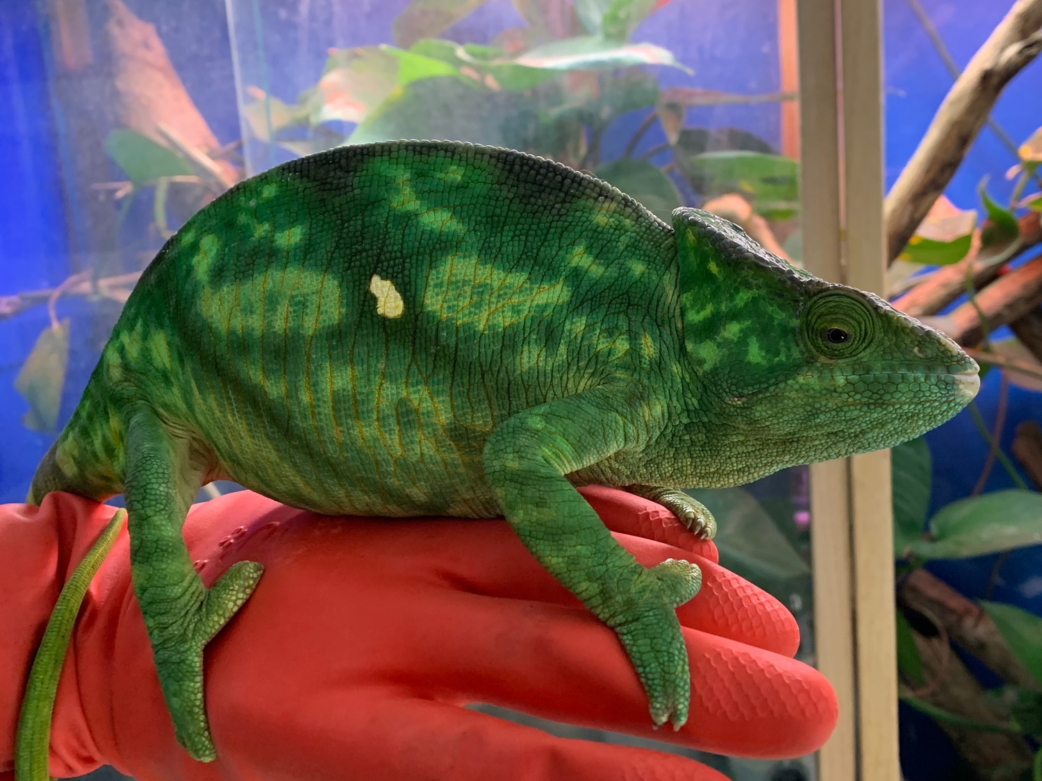 Female C. Parsonii (Orange Eyed) Parson's Chameleon by ChameleonCans ...