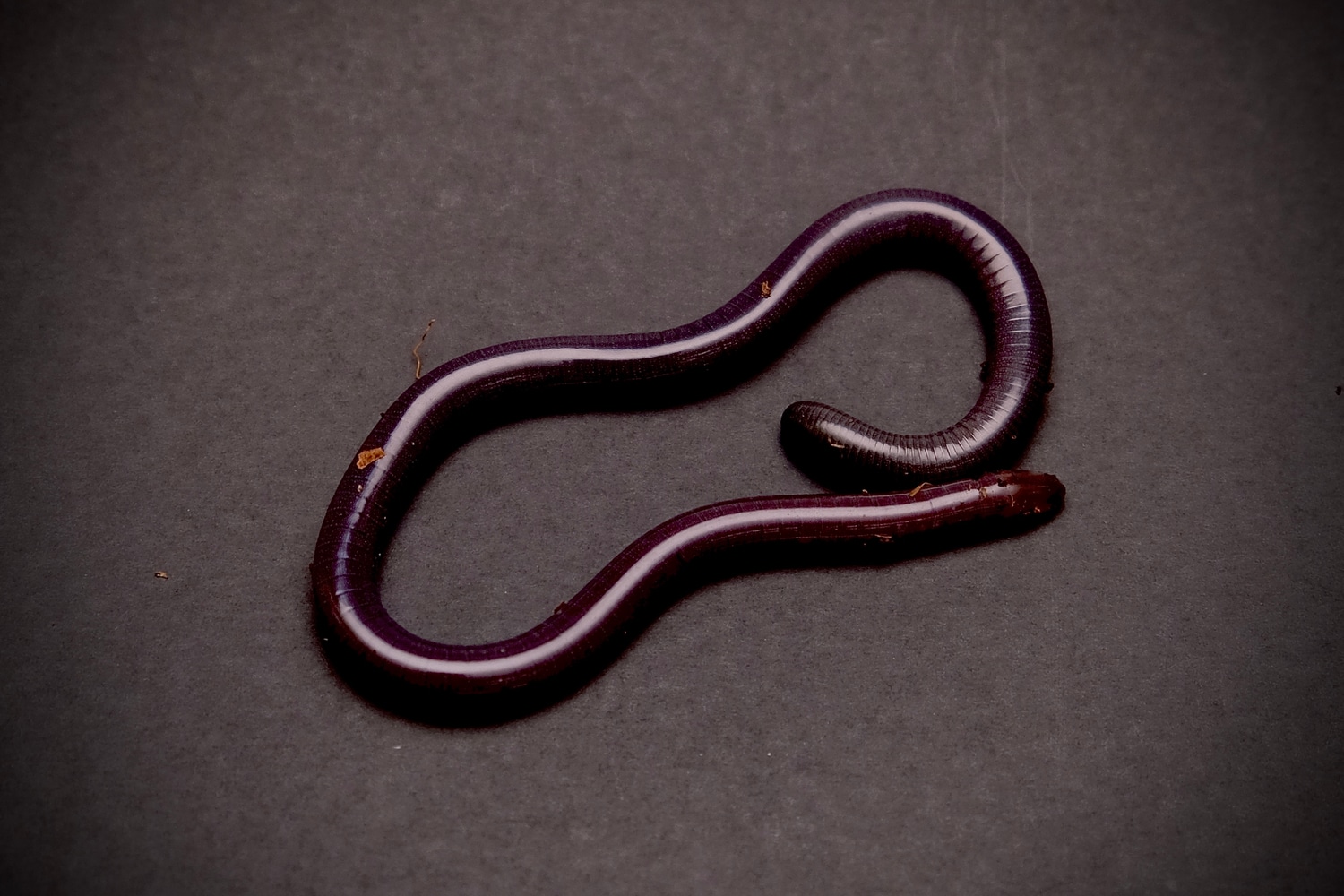 3 Pack Of Herpele Squalostoma More Amphibian by ChameleonCans - MorphMarket