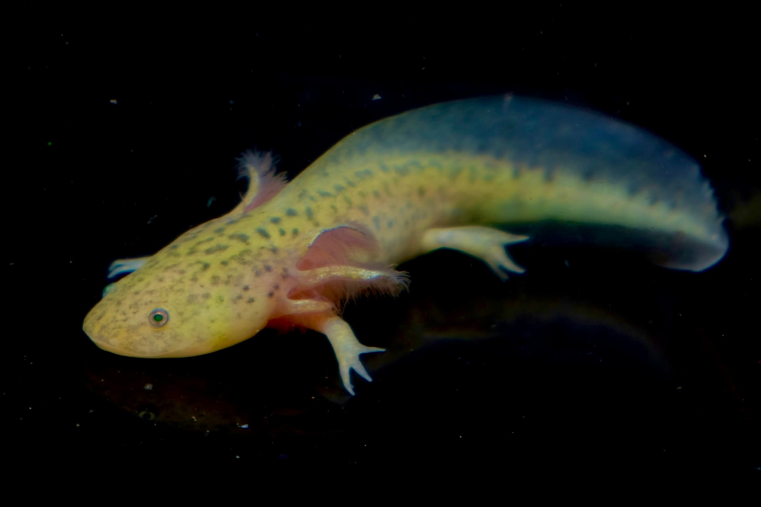 Machine Gun Axolotl by ChameleonCans - MorphMarket