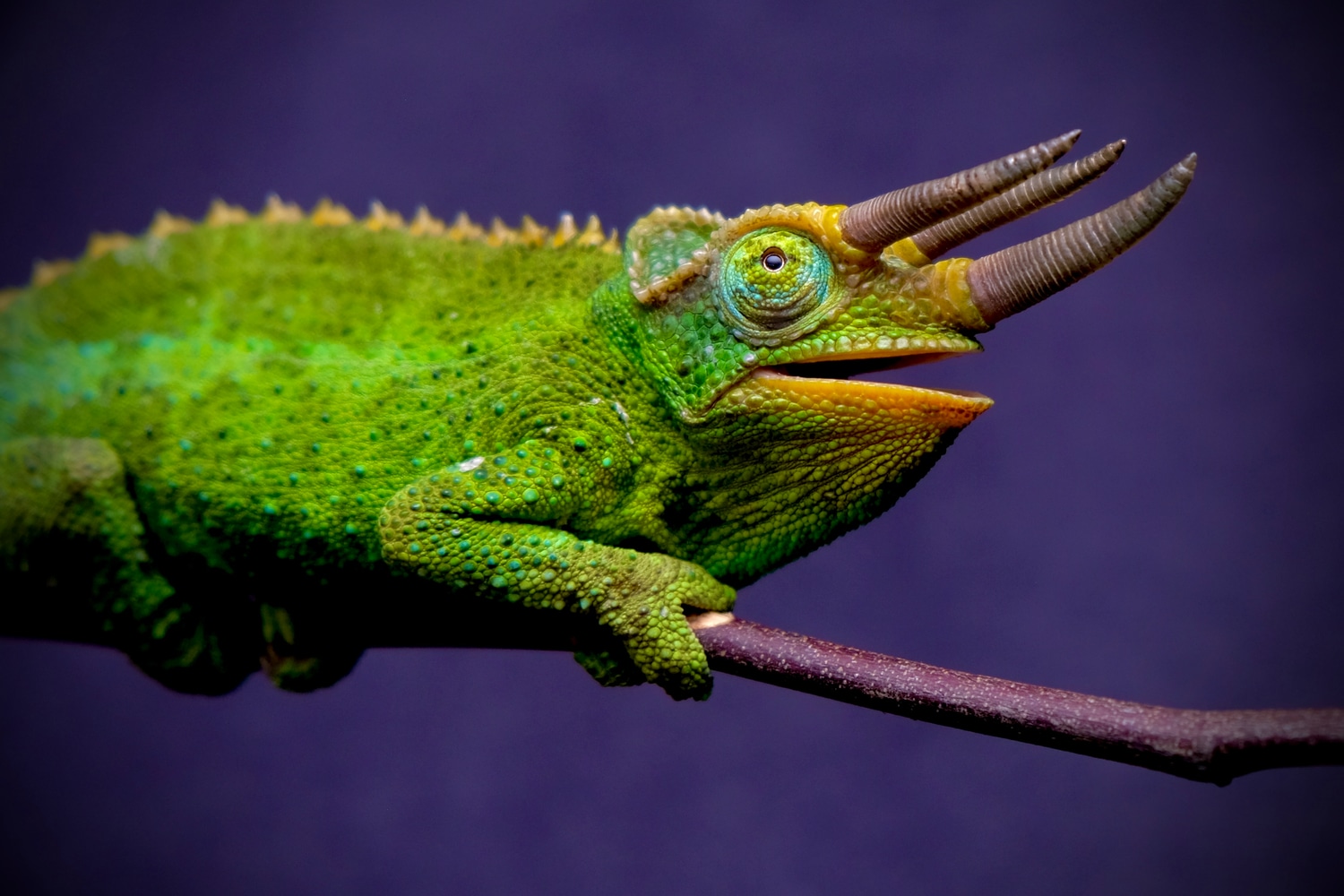 CB Male #3 Jackson's Chameleon by ChameleonCans - MorphMarket
