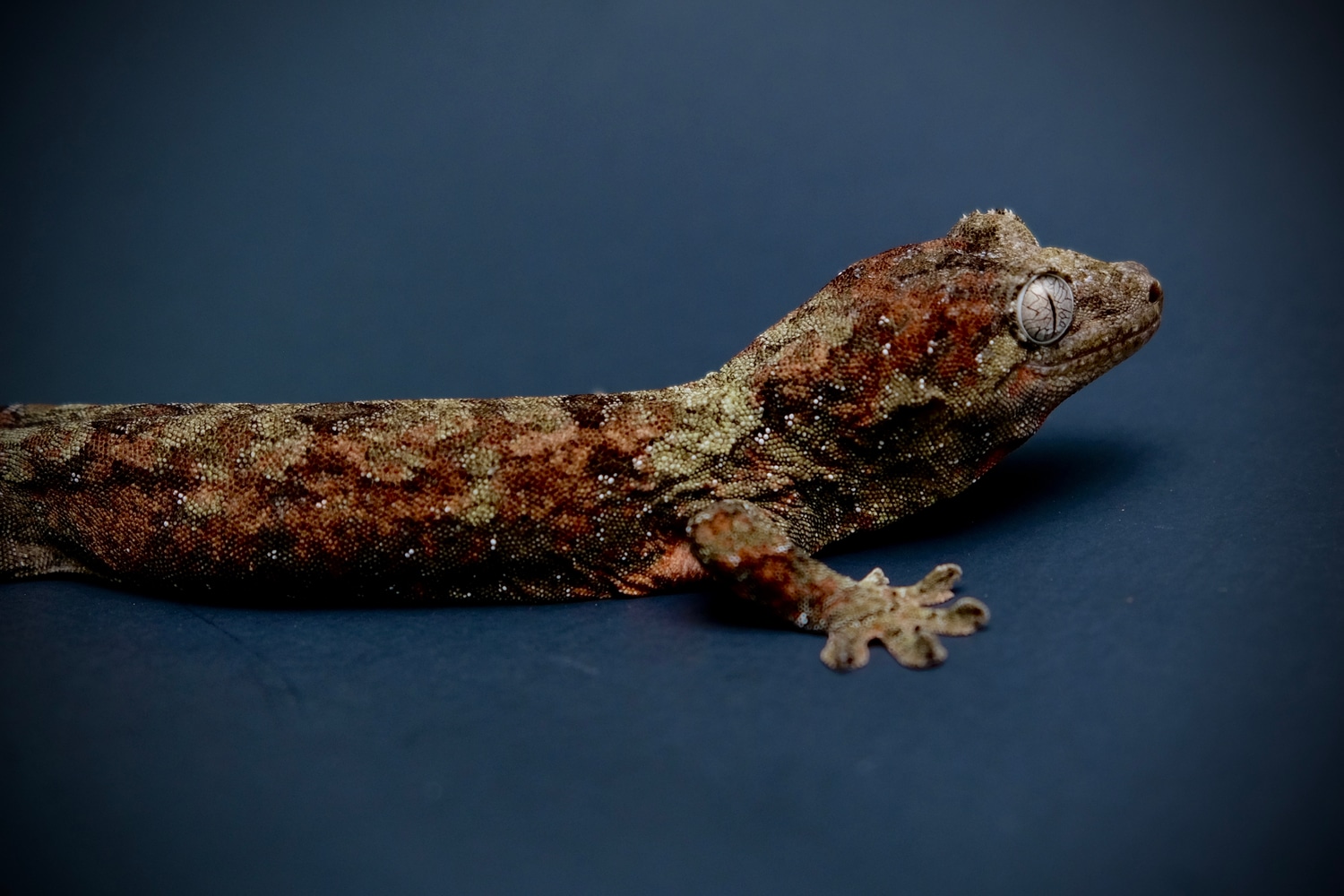 Isle Of Pines Male Chahoua Gecko by ChameleonCans - MorphMarket