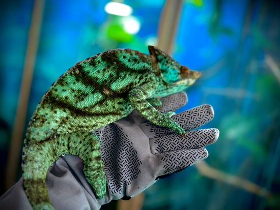 WC Pair Of Perfect Calumma Parsonii (Monster Sized) Other Chameleon by ...