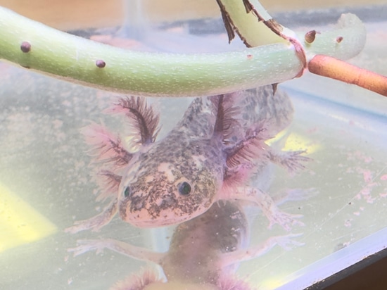 Mosaic Axolotl by ChameleonCans