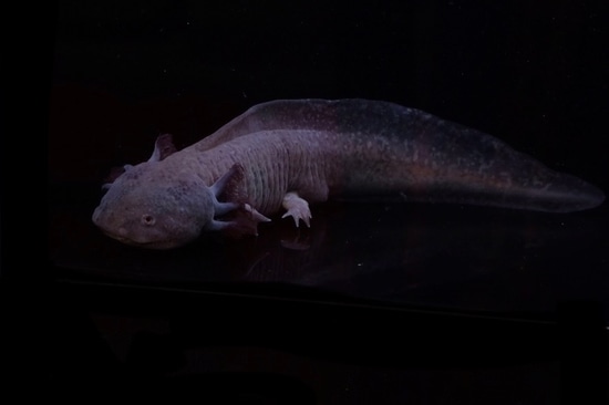 Wild Type (Male, 05) Axolotl by ChameleonCans