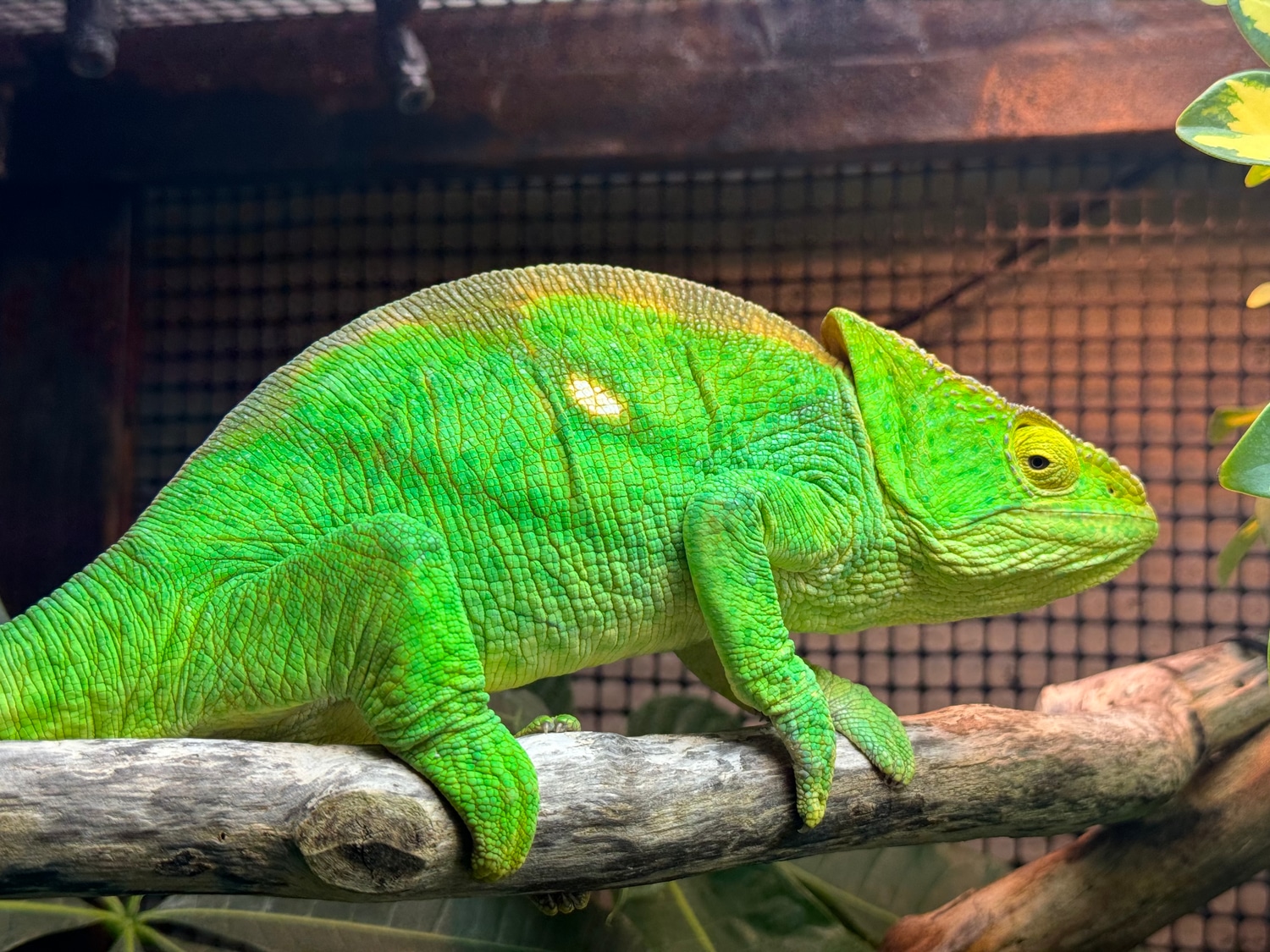 Female Yellow Giant Chameleon Parson's Chameleon by The Kameleon Room ...