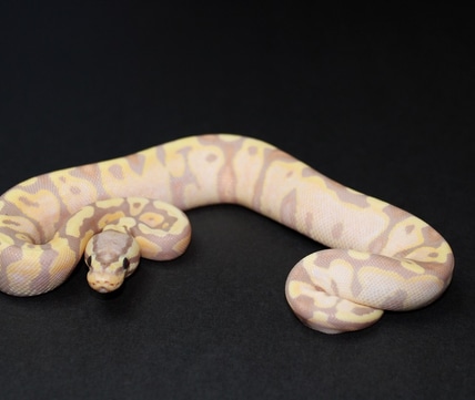 Champ’s Exotics - MorphMarket