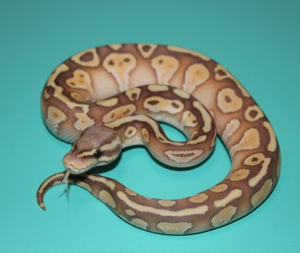 Champ’s Exotics - MorphMarket