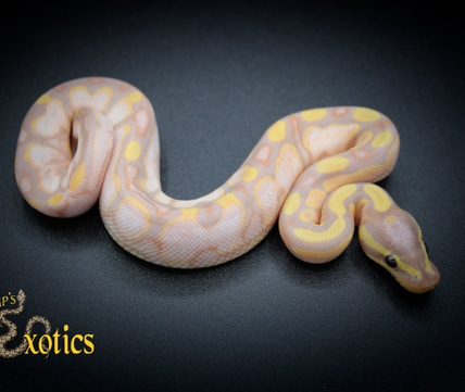 Champ’s Exotics - MorphMarket