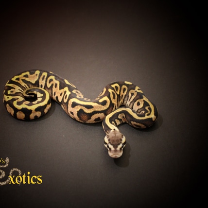 Champ’s Exotics - MorphMarket