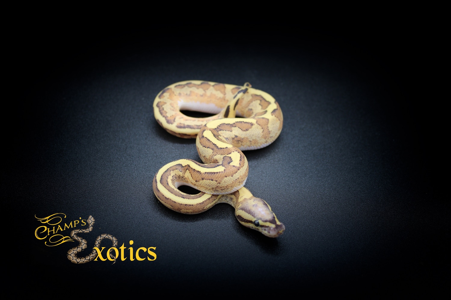Leopard Vanilla Cream 50% Het Clown Ball Python by Champ’s Exotics ...