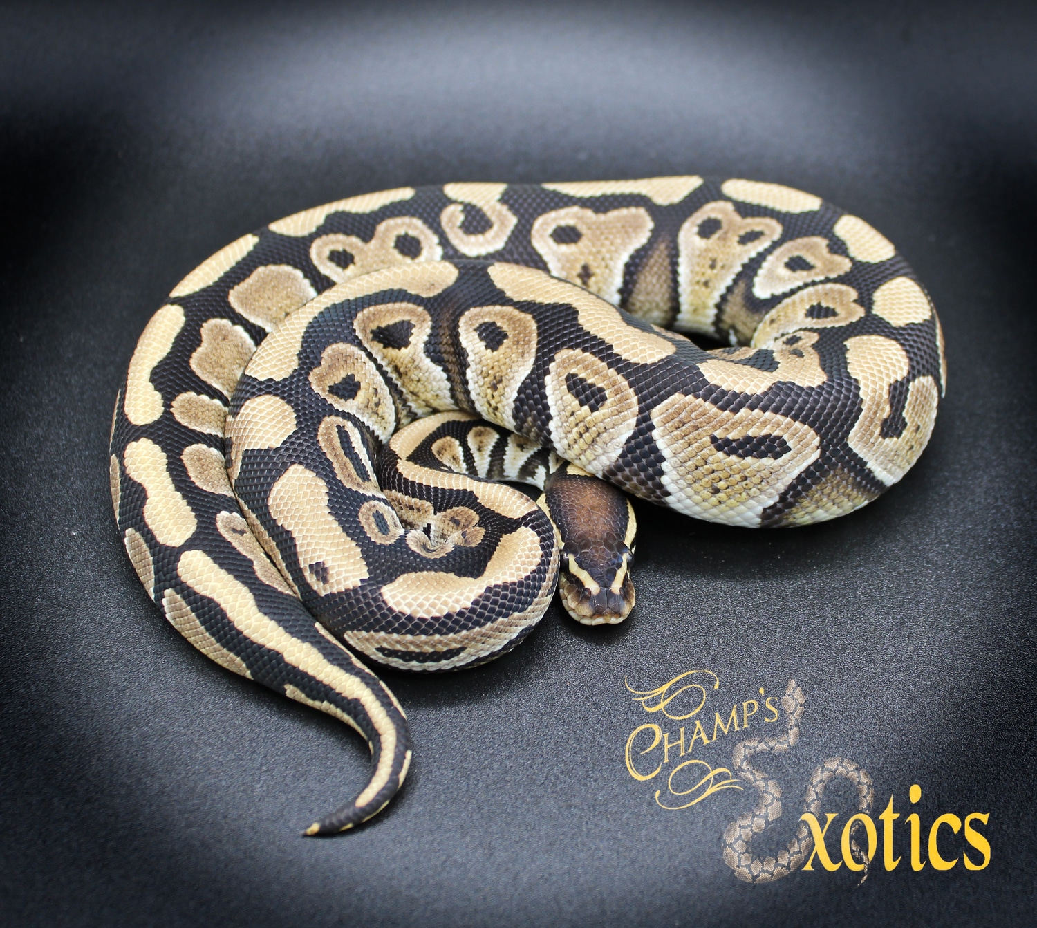 Phantom Ball Python by Champ’s Exotics - MorphMarket