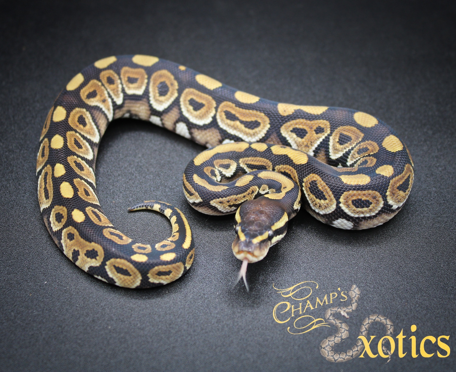 Phantom Ball Python by Champ’s Exotics - MorphMarket