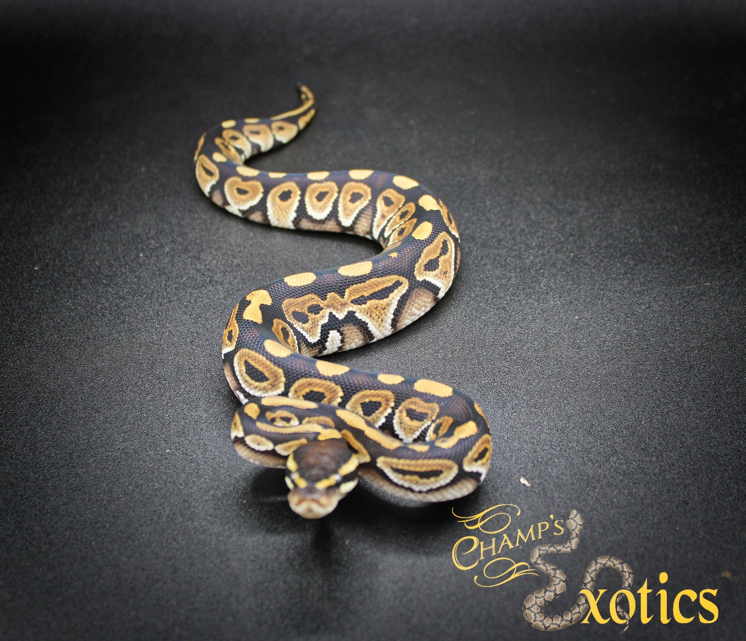 Phantom Ball Python by Champ’s Exotics - MorphMarket