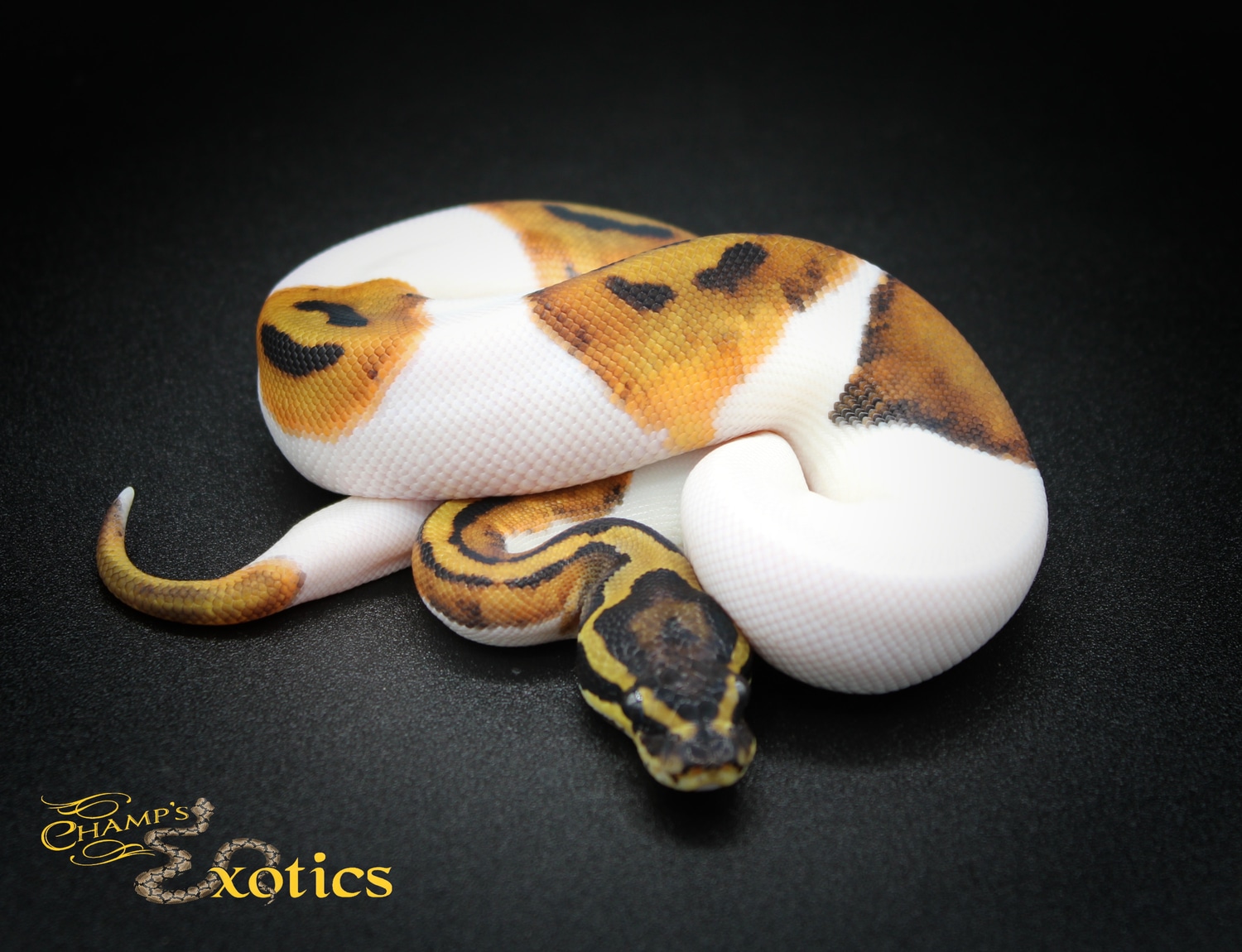 Piebald Ball Python by Champ’s Exotics - MorphMarket