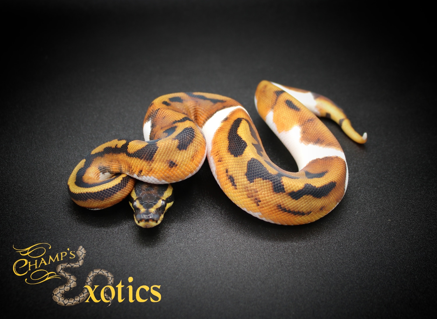 Piebald Ball Python by Champ’s Exotics - MorphMarket