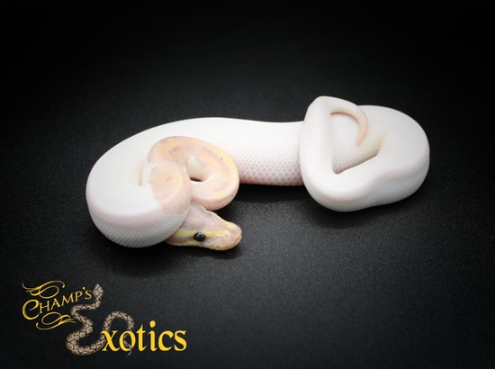 Banana Piebald Ball Python by Champ’s Exotics