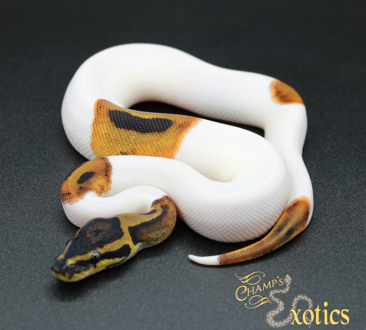 Piebald Ball Python by Champ’s Exotics - MorphMarket