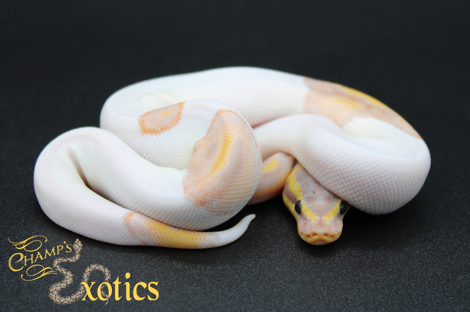 Banana Piebald Ball Python by Champ’s Exotics - MorphMarket