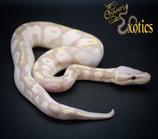 Super Pastel Banana Calico Ball Python by Champ’s Exotics