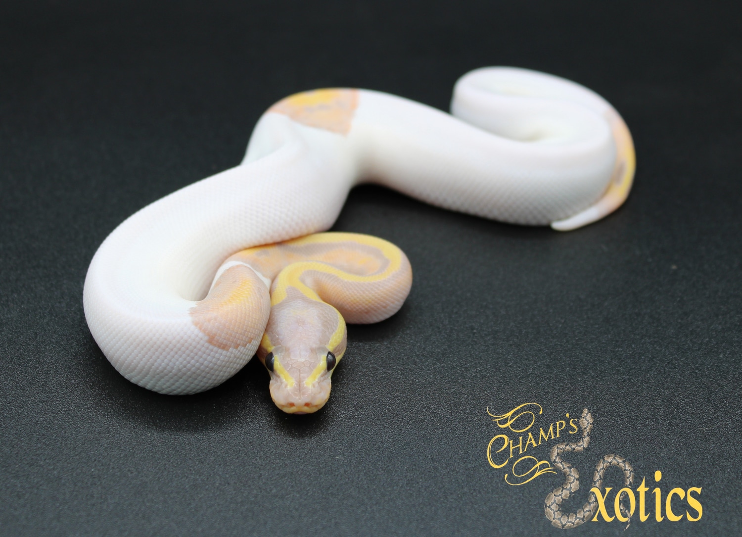 Banana Piebald Ball Python by Champ’s Exotics - MorphMarket
