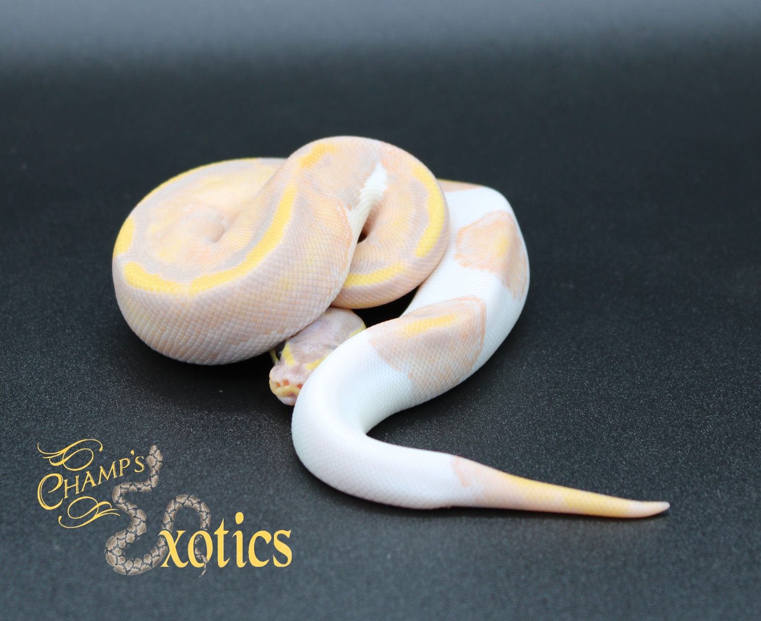 Banana Piebald Ball Python by Champ’s Exotics - MorphMarket