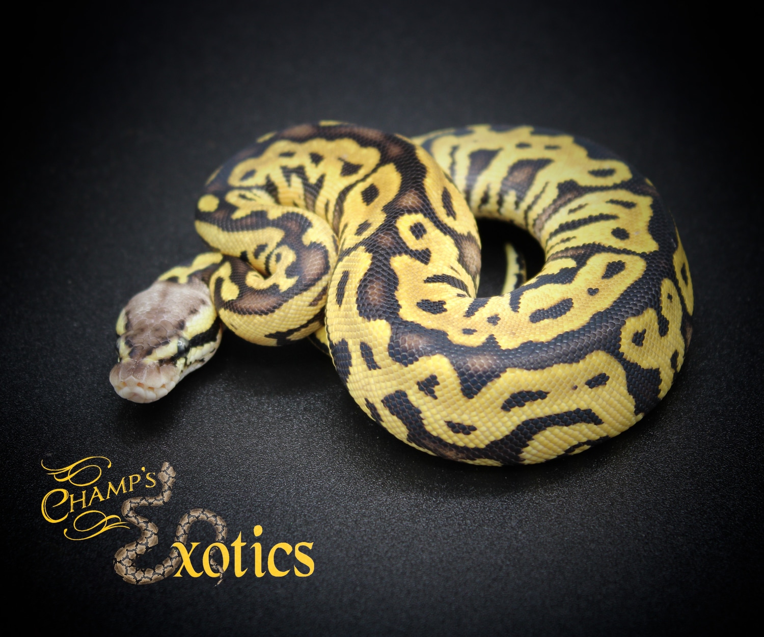 Pastel Leopard 50% Het Clown Ball Python by Champ’s Exotics - MorphMarket