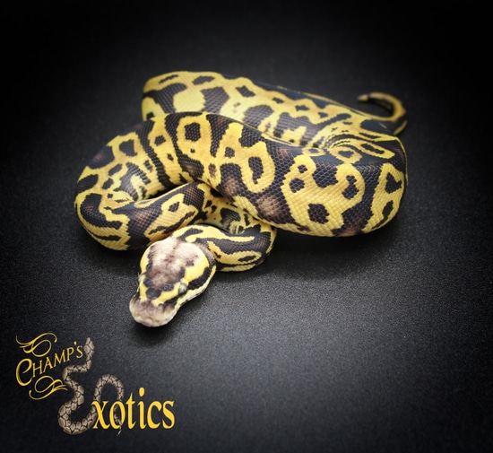 Pastel Leopard 50% Het Clown Ball Python by Champ’s Exotics