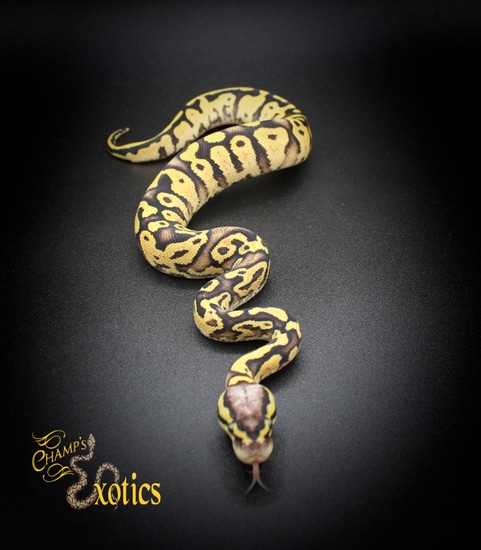 Pastel Fire Or Vanilla 50% Het Clown Ball Python by Champ’s Exotics