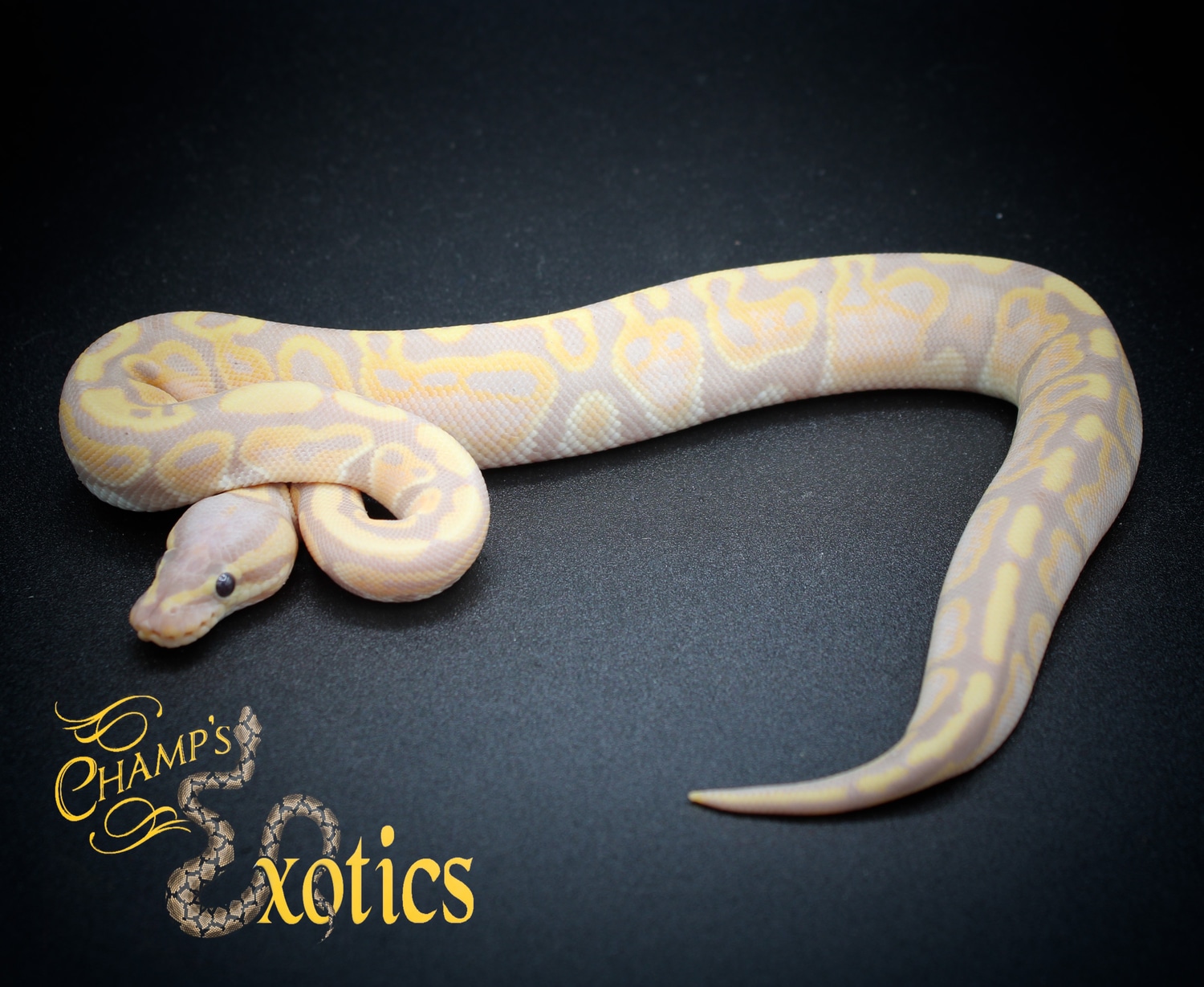 Banana Nanny Het Clown Ball Python by Champ’s Exotics - MorphMarket
