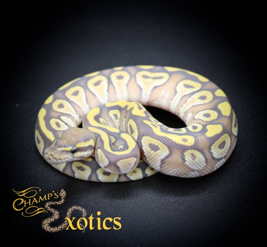 Pastel Mojave Orange Ghost Ball Python by Champ’s Exotics