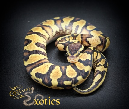 Champ’s Exotics - MorphMarket