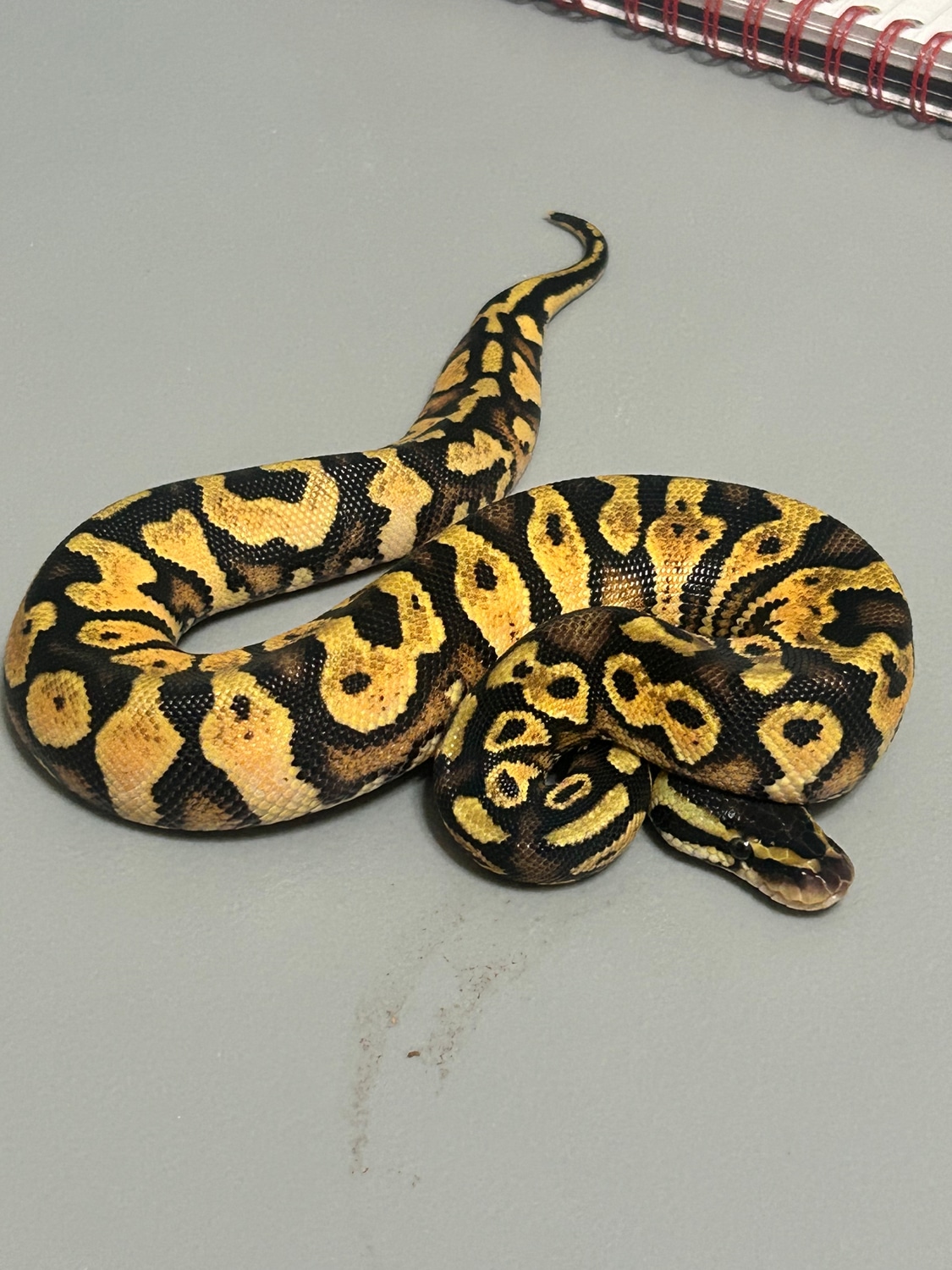 Pastel Gravel Or Yellow Belly Ball Python by Champ’s Exotics - MorphMarket