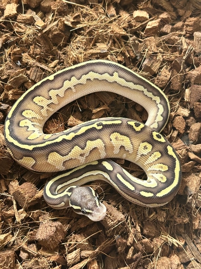 Lesser Leopard Hurricane Ball Python by Champ’s Exotics