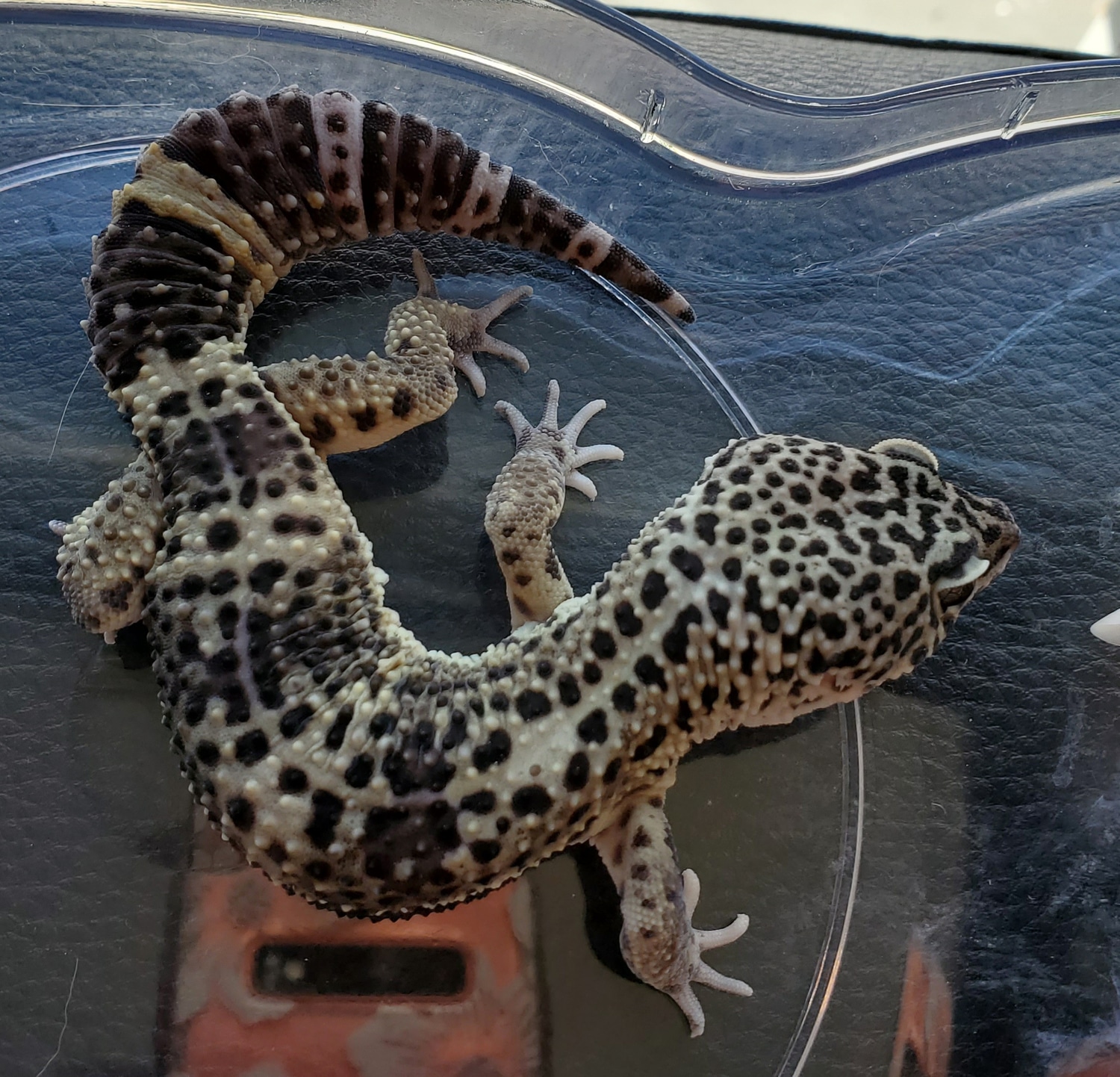 2020 Black Night Male Leopard Gecko by ChampYeti Geckos - MorphMarket