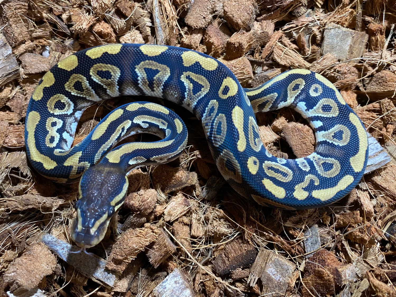 Phantom Ball Python by Chance Henderson - MorphMarket