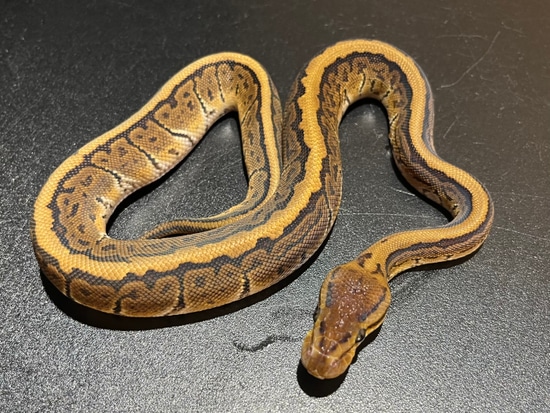 Sable Pinstripe Ball Python by Chance Henderson