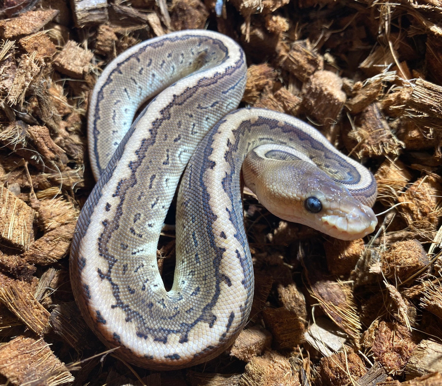 Mocha Cinnamon Pinstripe Ball Python by Chance Henderson - MorphMarket