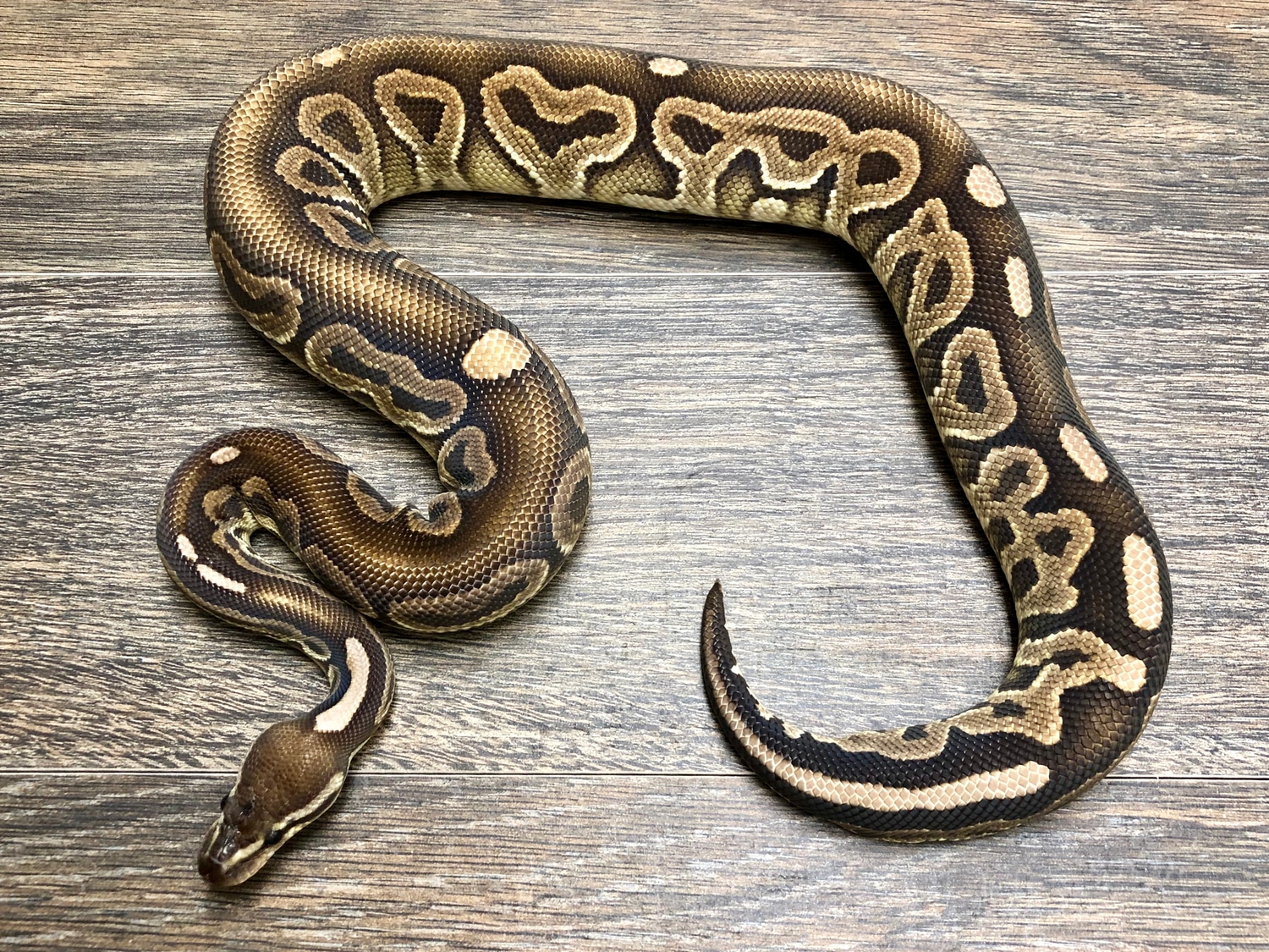 Cinnamon Sable Mocha Ball Python by Chance Henderson - MorphMarket