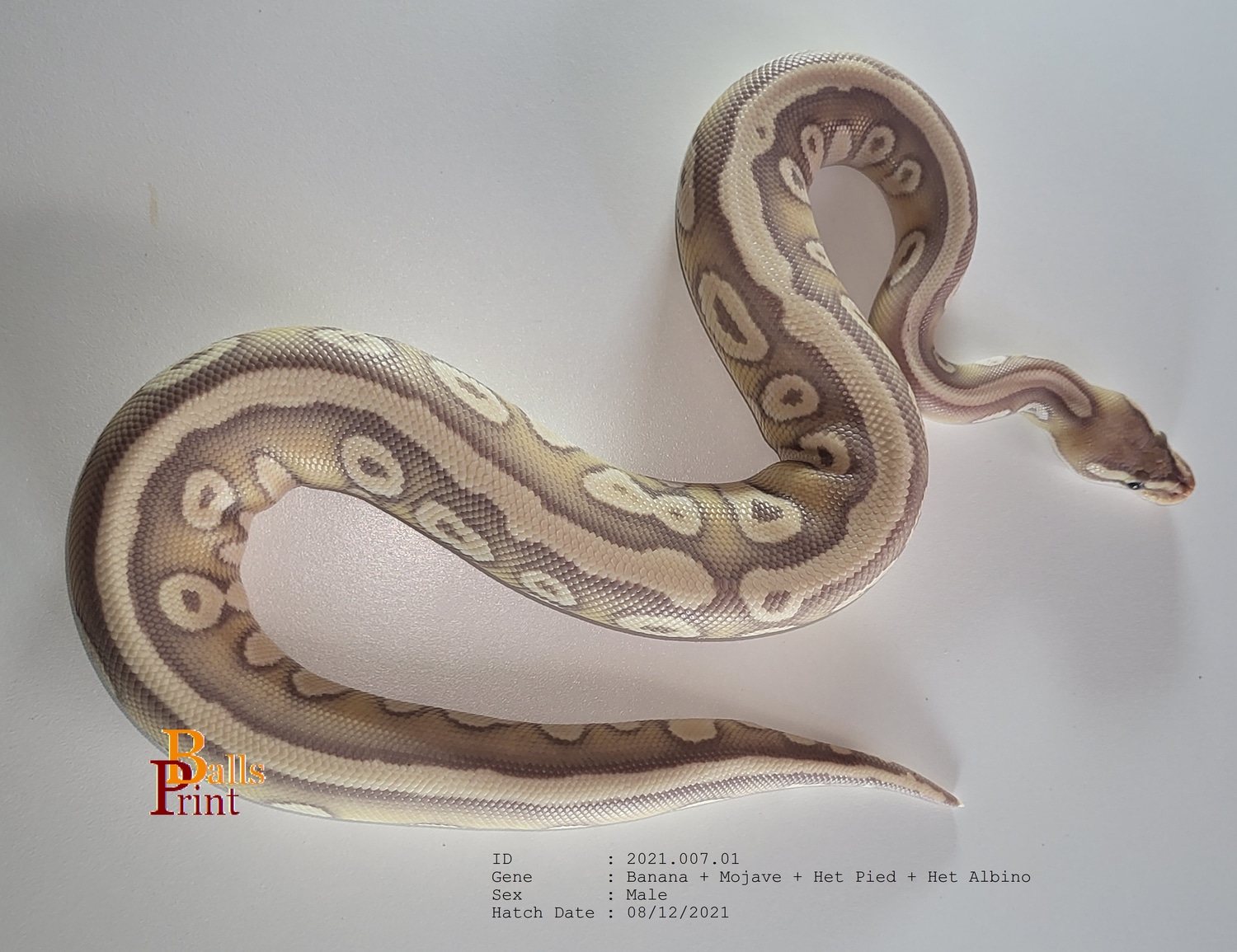Banana Mojave Het Pied Het Albino Ball Python by Balls Print - MorphMarket