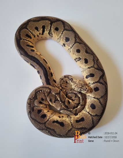 2018 Proven Breeder Male Ball Python by Balls Print