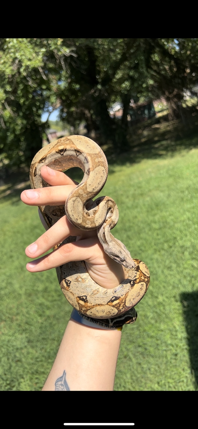 66% Het Specter (VPI/RDR) Boa Constrictor by Chance’s Constrictors ...
