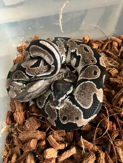 TSK Axanthic Ball Python by DarkRoom Pythons