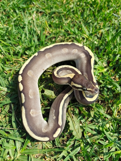 GHI MOJAVE Ball Python by Charna's Ball Pythons
