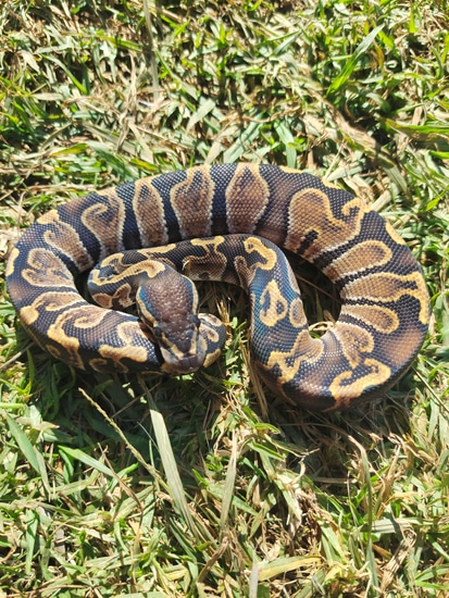 GHI ENCHI Ball Python by Charna's Ball Pythons