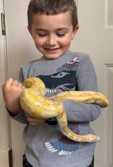 Proven Banana Pastel Male Ball Python by Rainbow Reptile Room