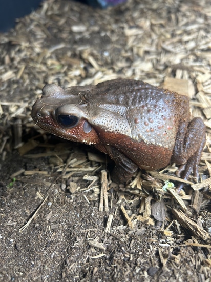 Smooth Sided Toad by Rainbow Reptile Room