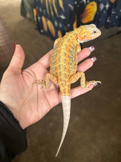 Hypo Orange Citrus Tiger Leather Central Bearded Dragon by Rainbow ...